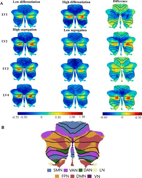 A Lower Functional Differentiation Lv1 Or Higher Functional Download Scientific Diagram