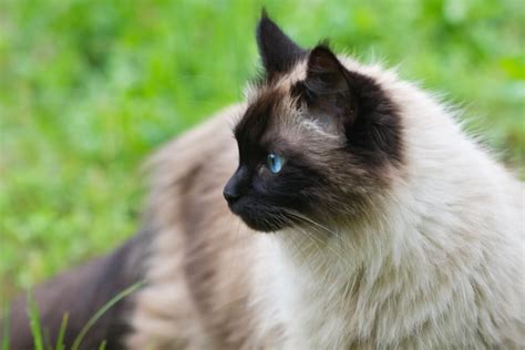 175 Clever Names For Siamese Cats Male And Female
