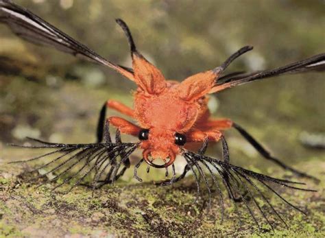 Glow Worm Beetle Larvae In Nature