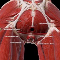 Informative Porn Videos Photos EroMe