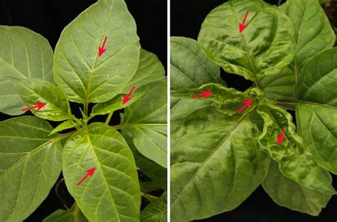 Pepper Mild Mottle The Daily Garden