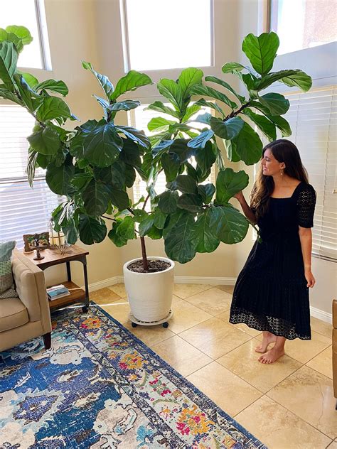 How To Take Care Of A Fiddle Leaf Fig Tree Citywomen Blog