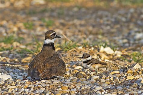 Taking You Under My Wing Photograph By Gary Holmes