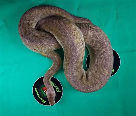 Pastel Gargoyle Ball Python By Morphmart Reptiles Llc