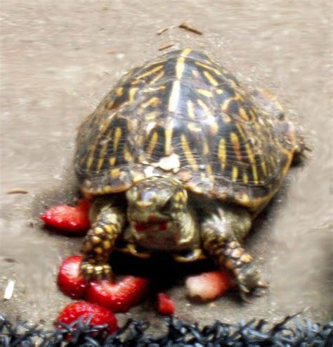 What To Do If Your Box Turtle Wont Eat Box Turtle World