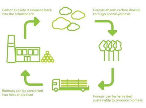 EnMass Energy On Twitter The Biomass Power Cycle Showing Role Of Sunlight Photosynthesis And