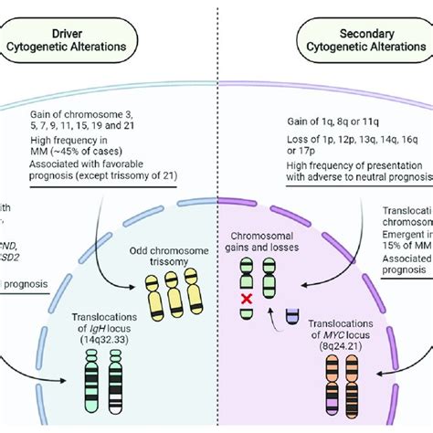 Cytogenetic Alterations Associated With Multiple Myeloma Mm In