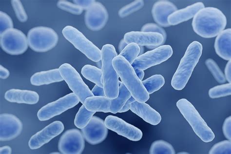 Jak Bakterie Probiotyczne Pomagaj Budowa Odporno