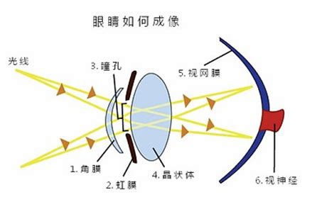 眼睛成像原理图解 视觉成像 人眼成像 大山谷图库