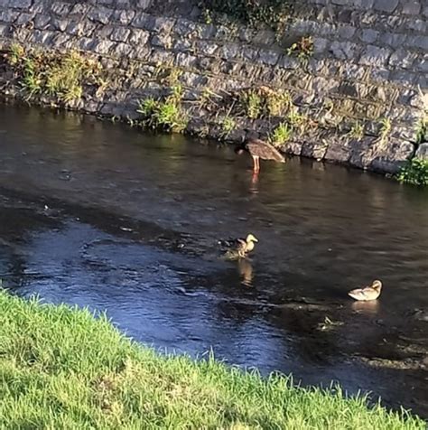 Черен щъркел долетя в реката на наш град ето какво е поверието Можете да го видите за късмет