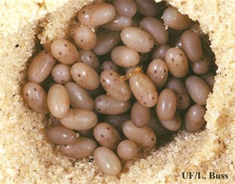 Скривалище за попово прасе Български Фермер