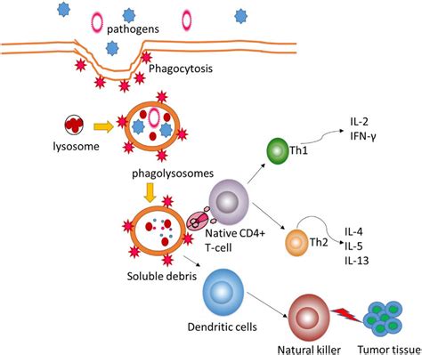 Pectin Oligosaccharides Regulate Cellular Autophagous Activities By