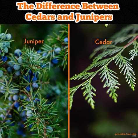 How To Tell The Difference Between Cedars And Junipers Princeton Tree