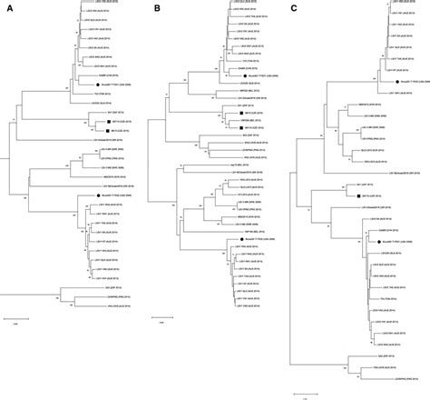 Unrooted Phylogenetic Trees Based On The Coding Sequences Of Specific