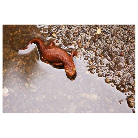 Sierra Newt In A Shallow Creek Bed