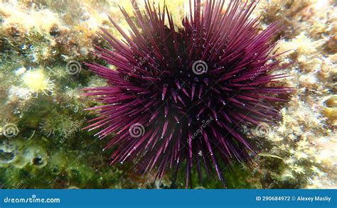 Purple Sea Urchin Rock Sea Urchin Or Stony Sea Urchin Paracentrotus