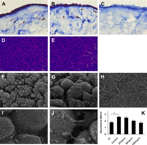 Amniotic Barrier Membrane Hcpcs At Christopher Matilda Blog