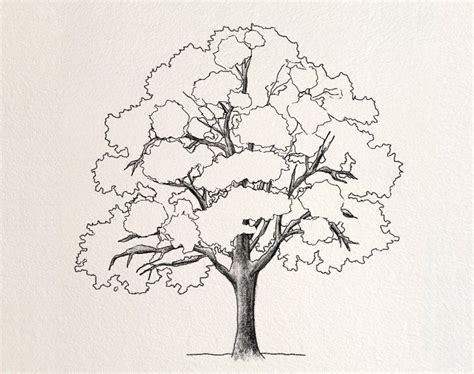 Tree Drawing Tutorial Manur Bushy Tree Drawing Simple Tree