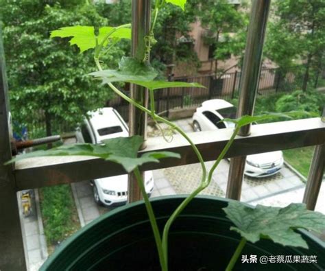 絲瓜可好養，1粒種子1個盆，絲瓜爬滿架 每日頭條