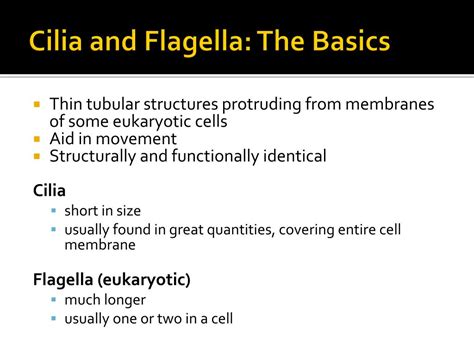 Ppt Cilia And Flagella Powerpoint Presentation Free Download Id