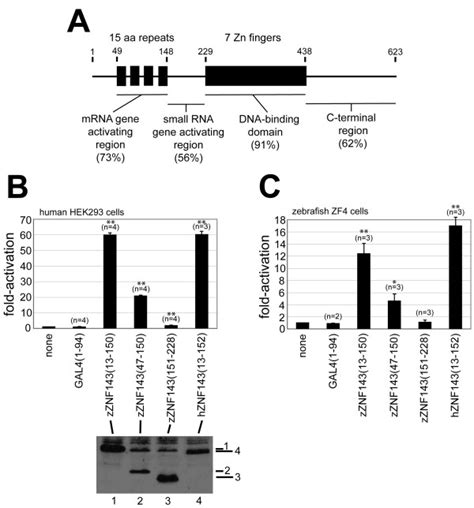 Identification Of Transcriptional Activating Domain At The