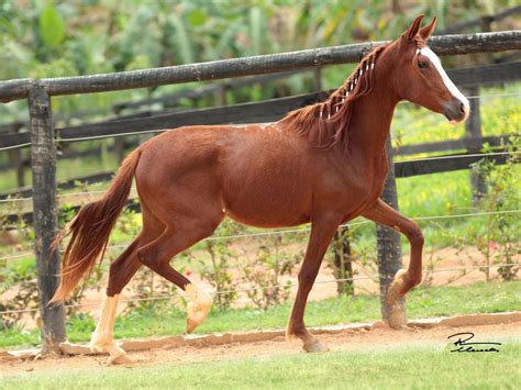 LOTE 19 AQUAMAN DE ANANU 1º LEILÃO VIRTUAL HARAS ANANU Canal Business