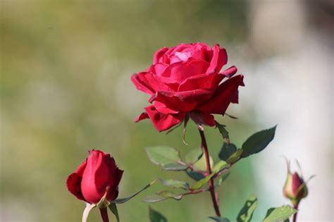 ئاین و ئەبەدیەت