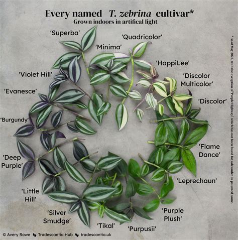 Different Types Of Tradescantia Zebrina • Tradescantia Hub