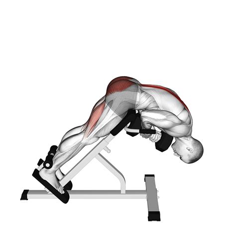 5 Best Lower Back Exercises With Dumbbells With Workout Program