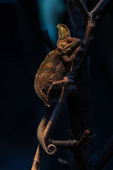 Lizarddragon Chameleon Blue Crested Lizard Indo Chinese Forest