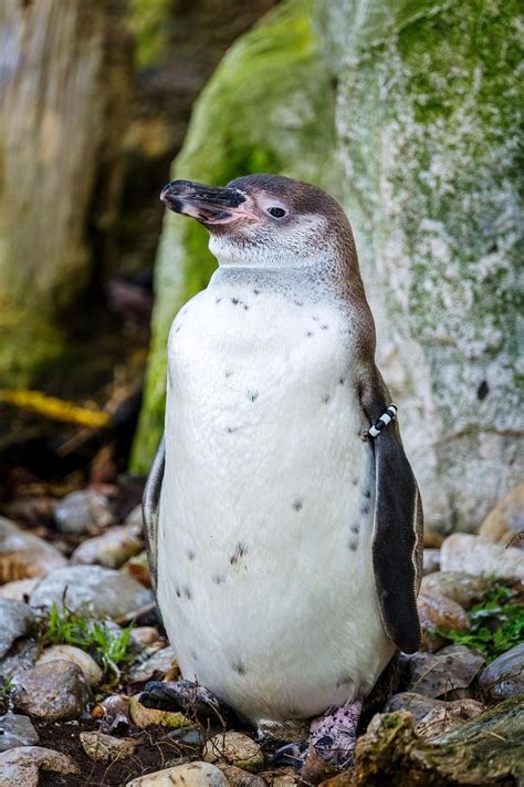 1 000 Free Macaroni Penguin And Penguin Photos Pixabay