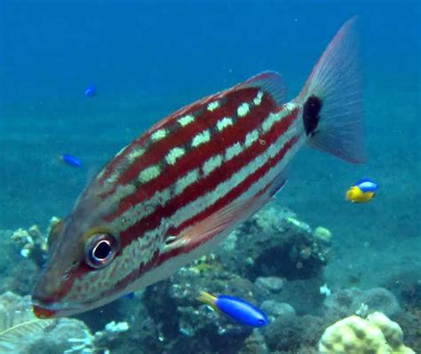 Checkered Snapper Lutjanus Decussatus Cuvier 1828 The Australian