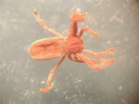 Pseudocellus Paradoxus · Inaturalist