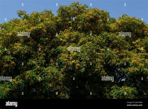 Branch Tipu Tree Tipuana Hi Res Stock Photography And Images Alamy