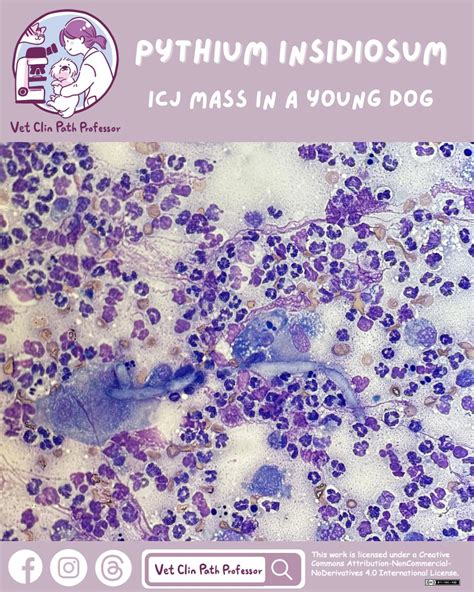 Vet Clin Path Professor Dr Candice Chu Echinocytes The Most