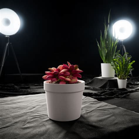 Sunrise Succulent Potted Plant Model Poliigon