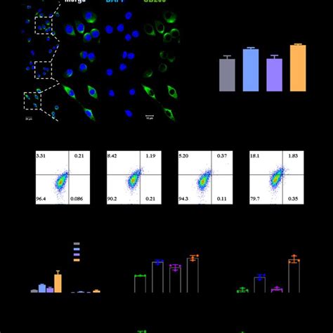 Kgm Ga Regulates Polarization Of Macrophages In Vitro A