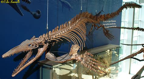 Virtual Museum Reptiles