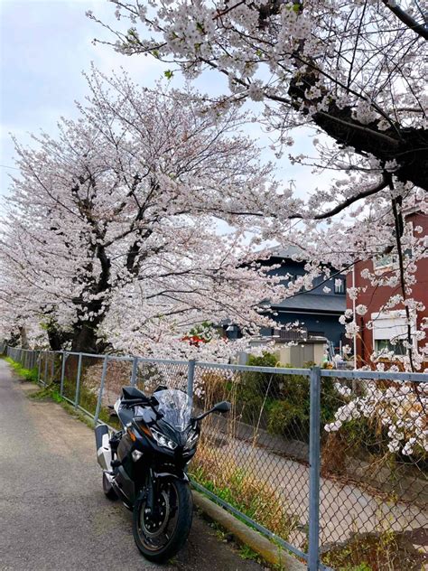 あゆさんの投稿した愛車情報ninja 400 お花見🌸 昨年免許とってすぐに行った思い｜バイクのカスタムツーリング情報ならモト