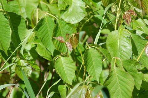 What Does Poison Ivy Look Like Austra Health