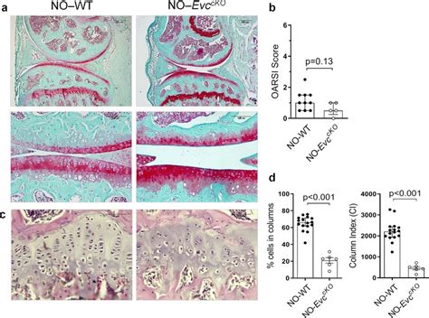 Effect Of Gp Chondrocyte Disarrangement On Articular Cartilage Ac In