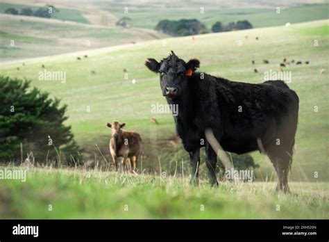 Sustainable Agriculture Practices Enhancing Ecosystems Livelihoods