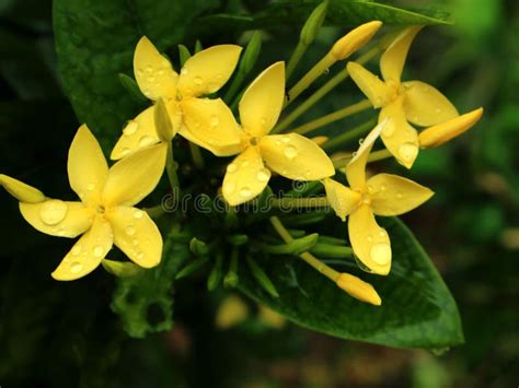 Yellow Ashoka Ixora Sp Flower One Of Indonesia S Endemic Flowers