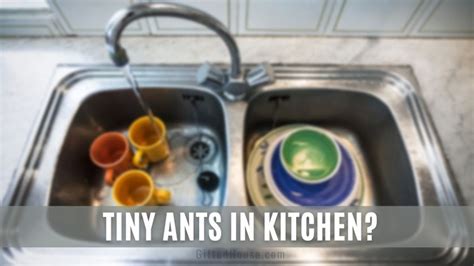 Tiny Ants In Kitchen Around Sink How To Get Rid Of Ants