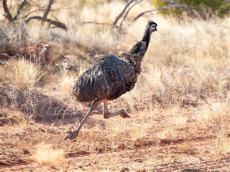Are Emus Dangerous Reasons They Attack How To Avoid Birdfact