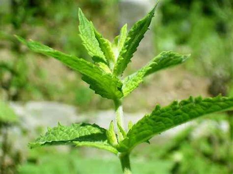 Spearmint Juice: Guide to juicing spearmint. Health benefits of ...