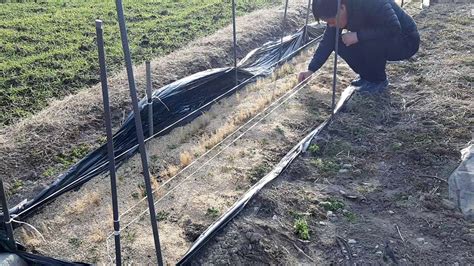 2020년 1월 17일 노지에 심은 겨울의 아스파라거스 모종 살펴보기 Youtube