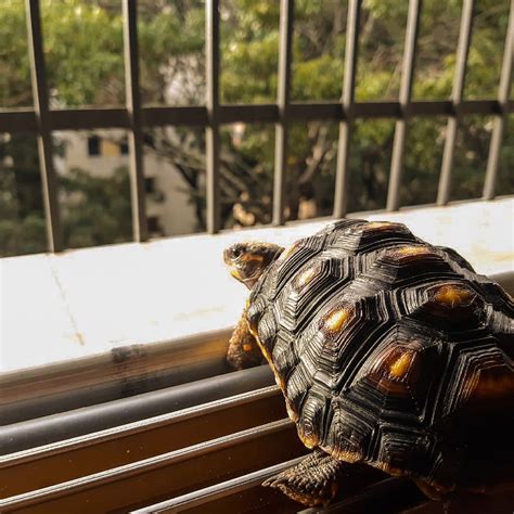 Turtle Turtles Animal Free Photo On Pixabay Pixabay