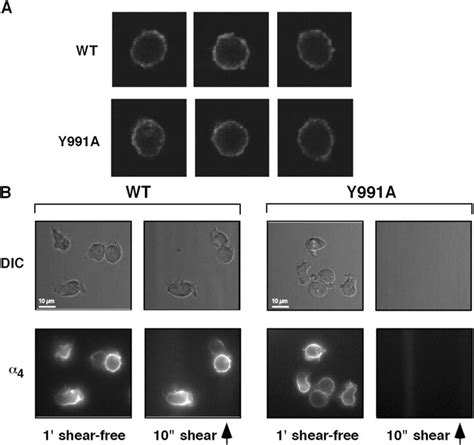 the α4 y991a β1 mutant distributes normally before and during early