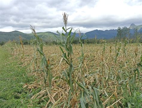 Ventos Danificam Plantações Em Timbé Do Sul Tempo Jornal Volta Grande A Maior Circulação
